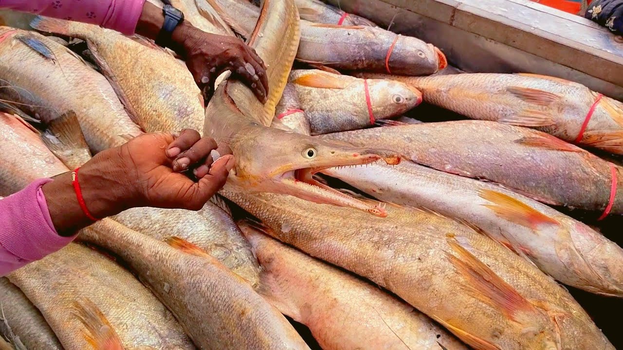 GholFish || Amazing GholFish || Deep sea in Gujarat || Fish Market ...
