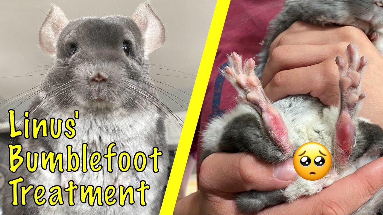 Bumblefoot in Chinchillas - Soaking Linus' Feet - YouTube