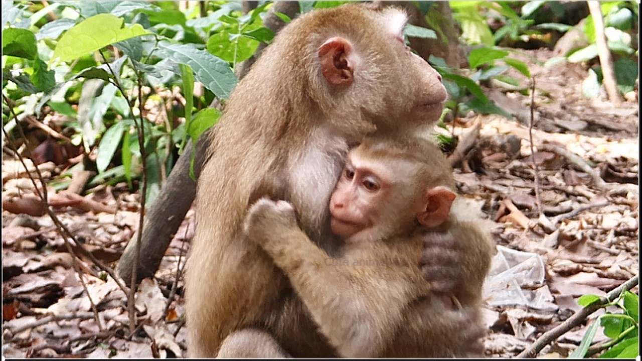 Heartwarming Baby Lucie confident on mother, however, Luna was born new ...