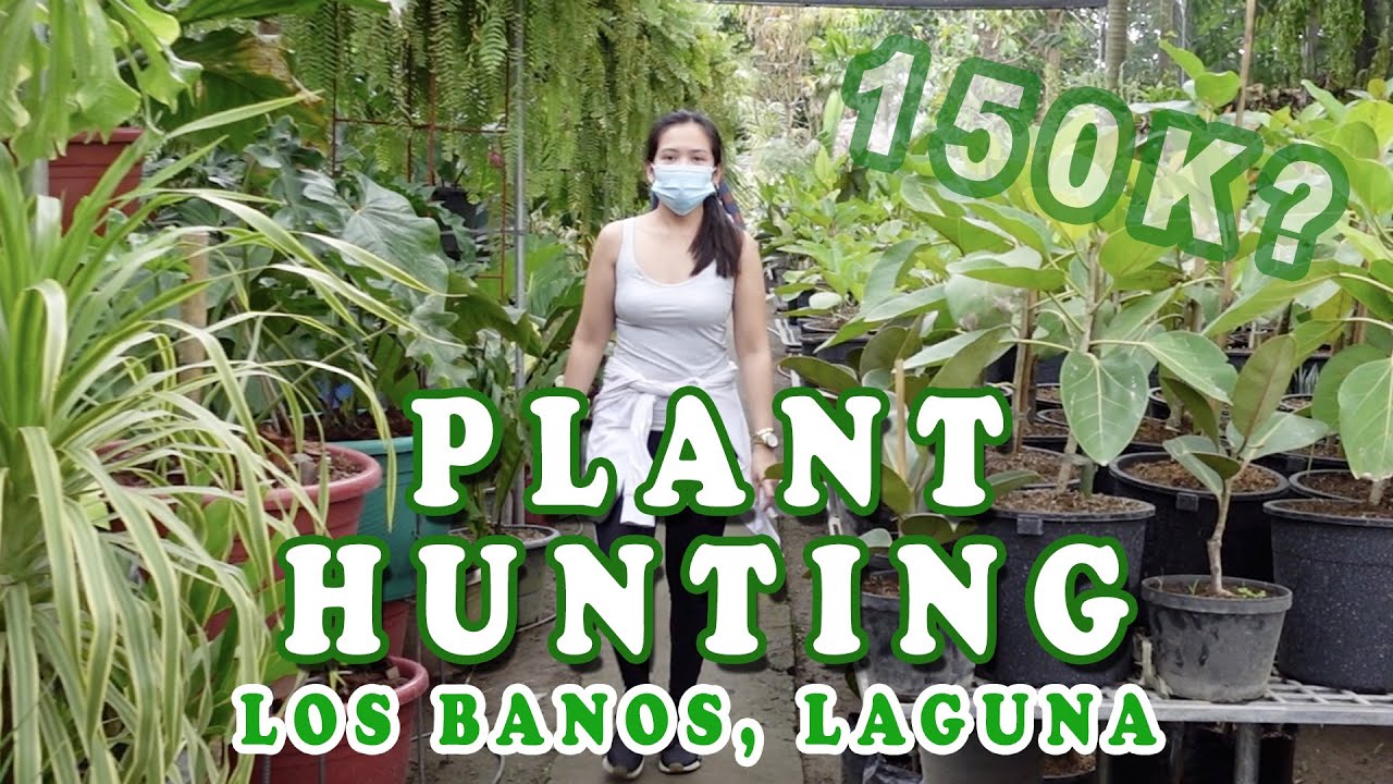 RARE PLANTS HUNTING | ANG GAGANDA NG PLANTS SA LOS BAÑOS LAGUNA ...
