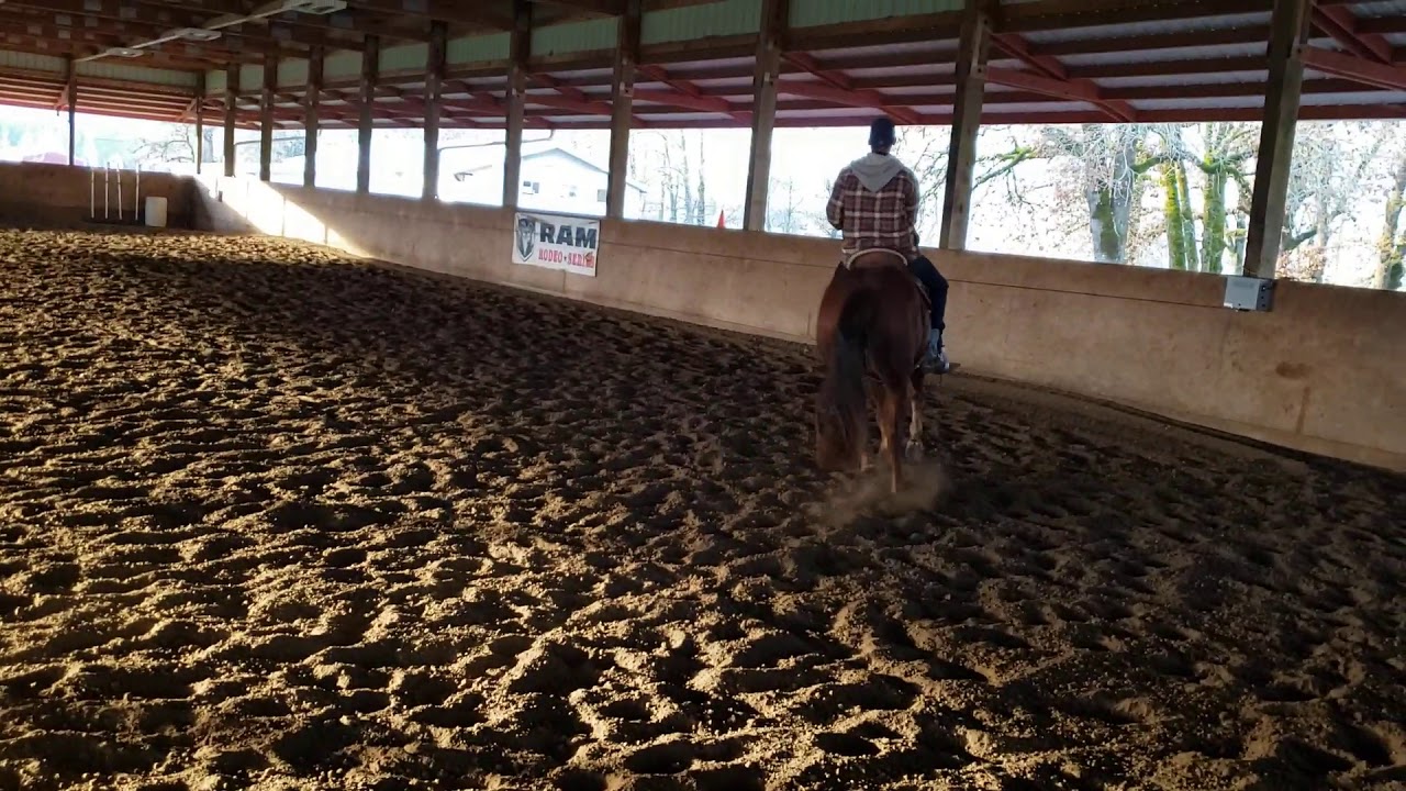 Miracle Rey Rose bridleless - YouTube