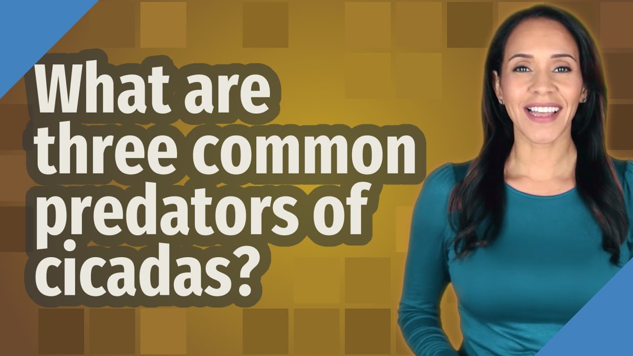 What are three common predators of cicadas? - YouTube
