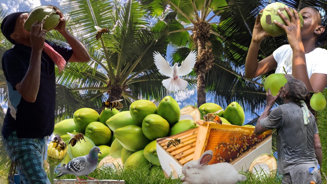 Best Farm Life In The Hills - Picking Coconuts + Saving the Bees - YouTube
