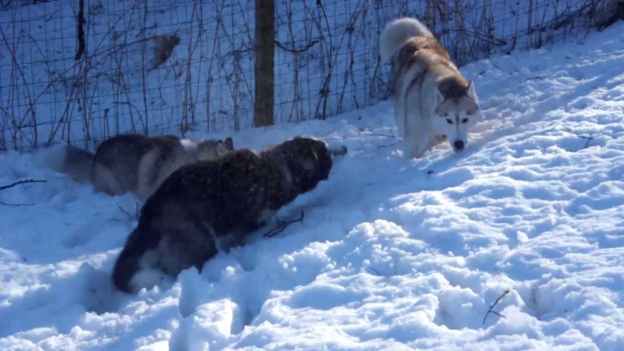 HUSKIES PLAYING IN DEEP SNOW - YouTube