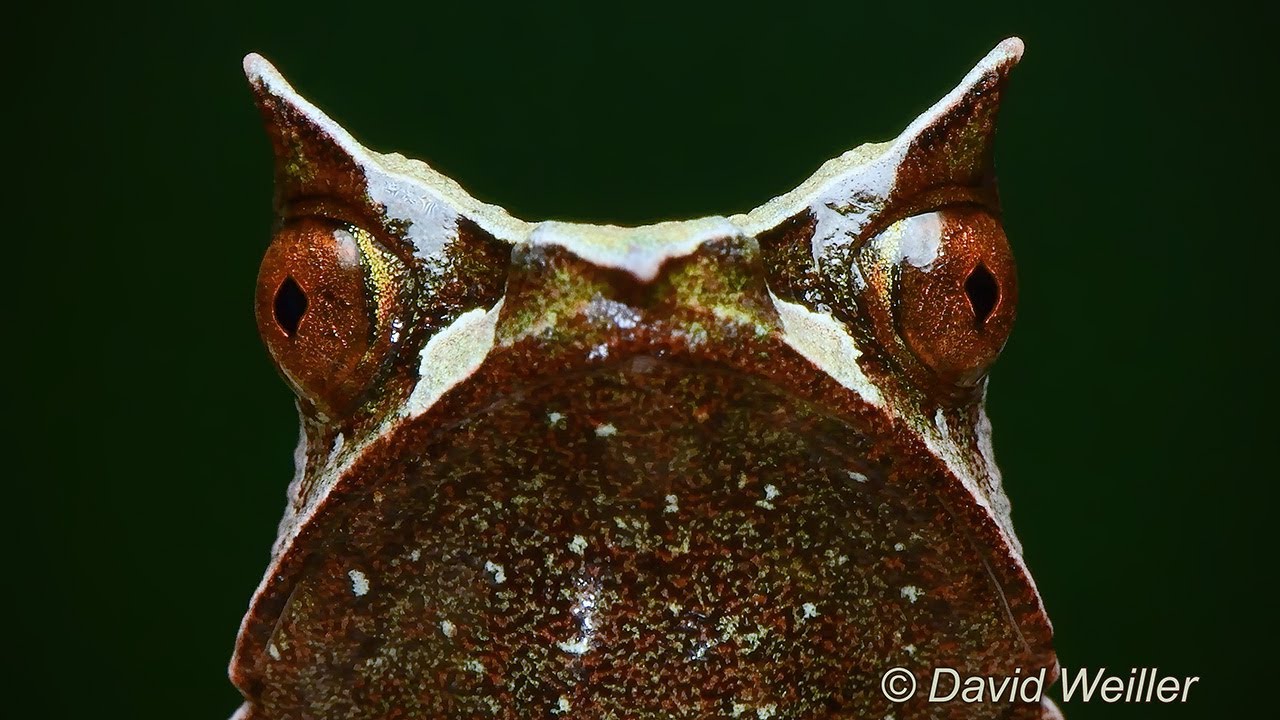 Is this a Baby Batman Frog? - YouTube