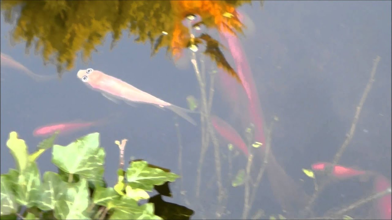 Poisson rouge malformation - T'as de beaux yeux - YouTube