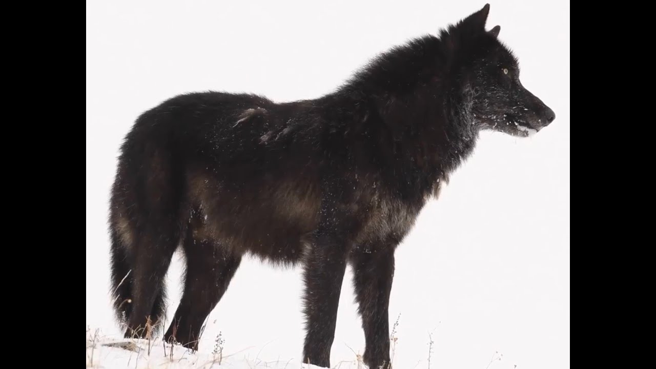 10 Hours of Alpha Wolf Protecting You while You do You - YouTube