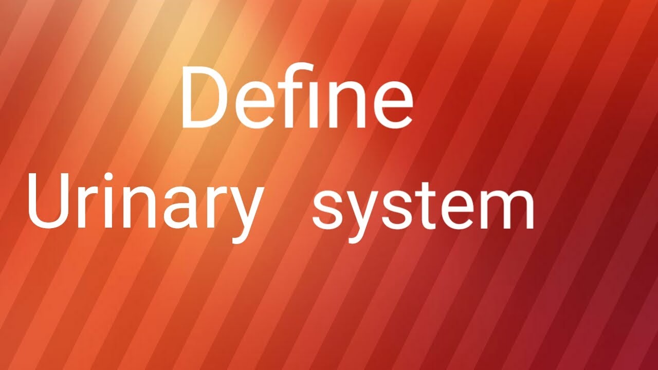 Define urinary system / what is the defination of urinary system - YouTube