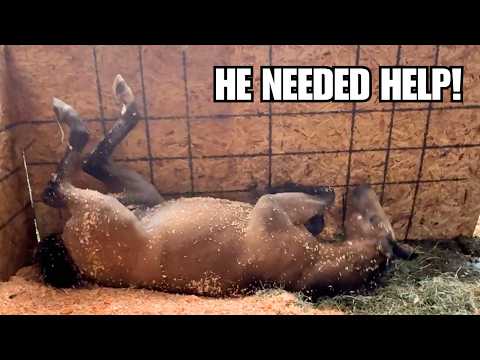 Foal gets stuck ~ This is a horse emergency!