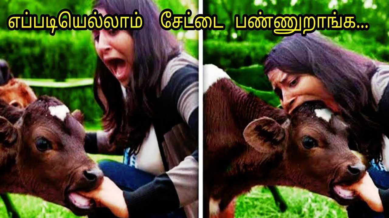 எப்படியெல்லாம் சேட்டை பண்ணுறாங்க/ Interesting Things Tamil / Tamil ...