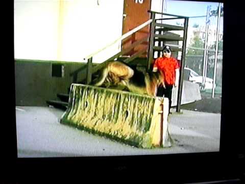 Dr. Jamie Chan's Dog Commercial