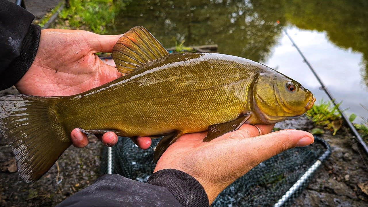 Catching Tench On The Method Feeder - YouTube