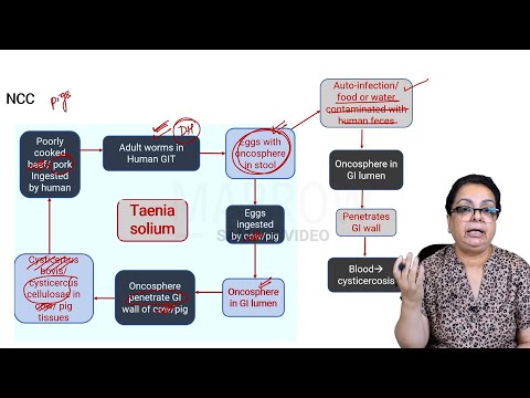 E6 Sample Video: Toxoplasmosis and Neurocysticercosis (Microbiology)