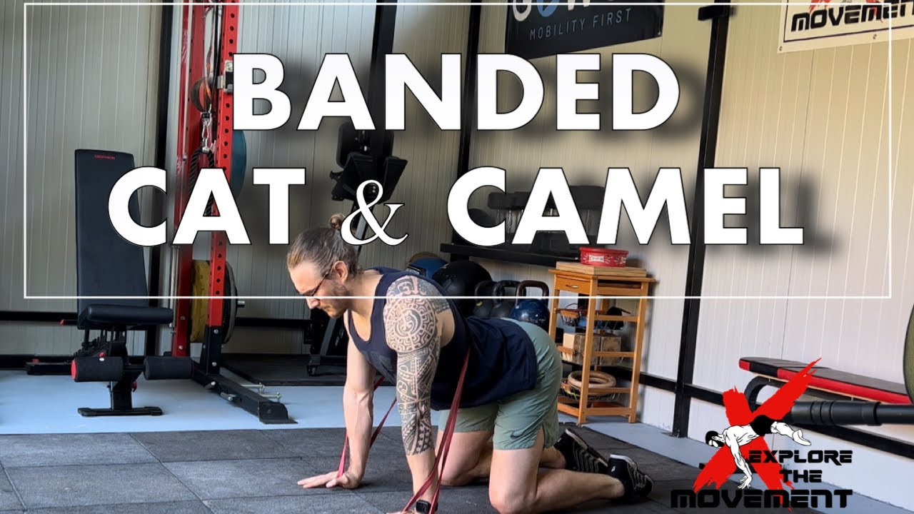 Banded Cat & Camel | Explore The Movement - YouTube