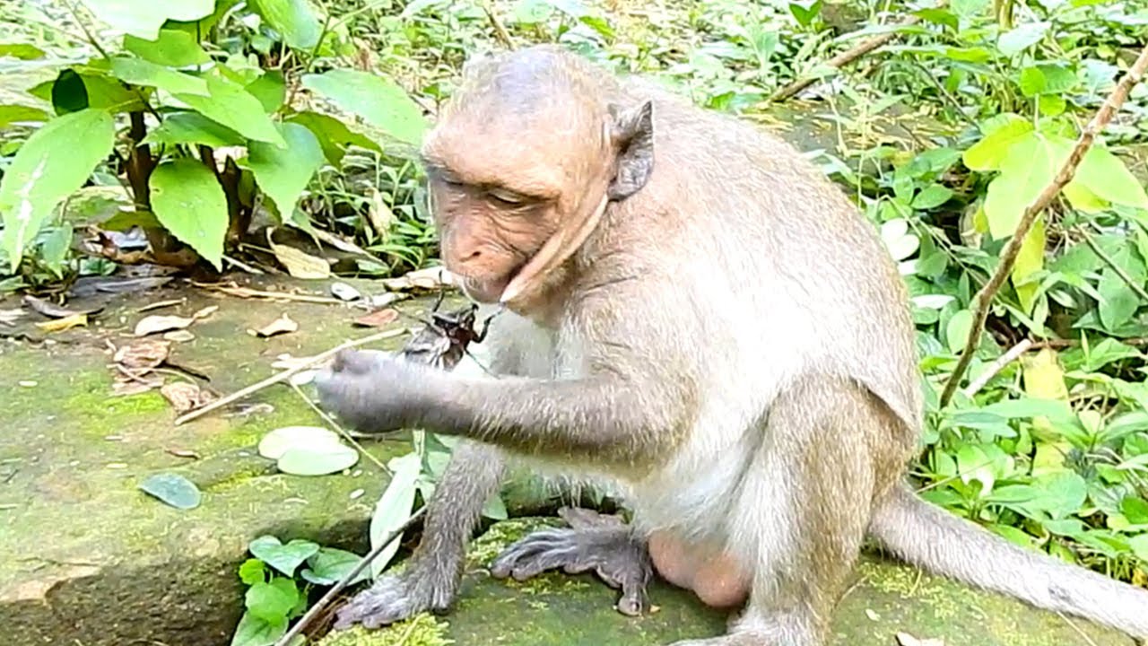 MG- Jinx Monkey Calling Help From Cameraman Coz No Expert Capture Big ...
