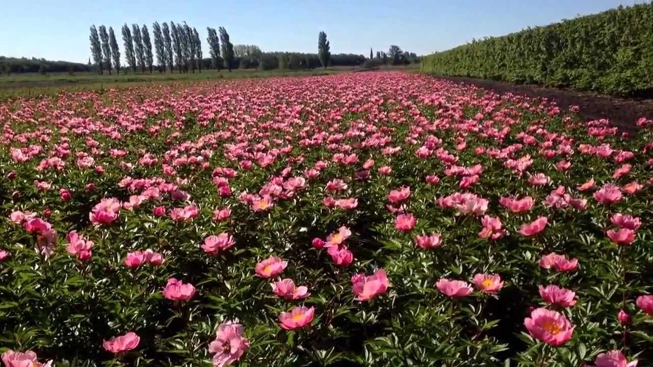 Peony Roselette - www.peonyshop.com - YouTube