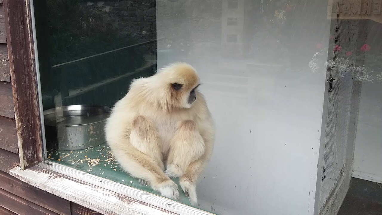 Jake the lar Gibbon inside at the Welsh Mountain Zoo - YouTube
