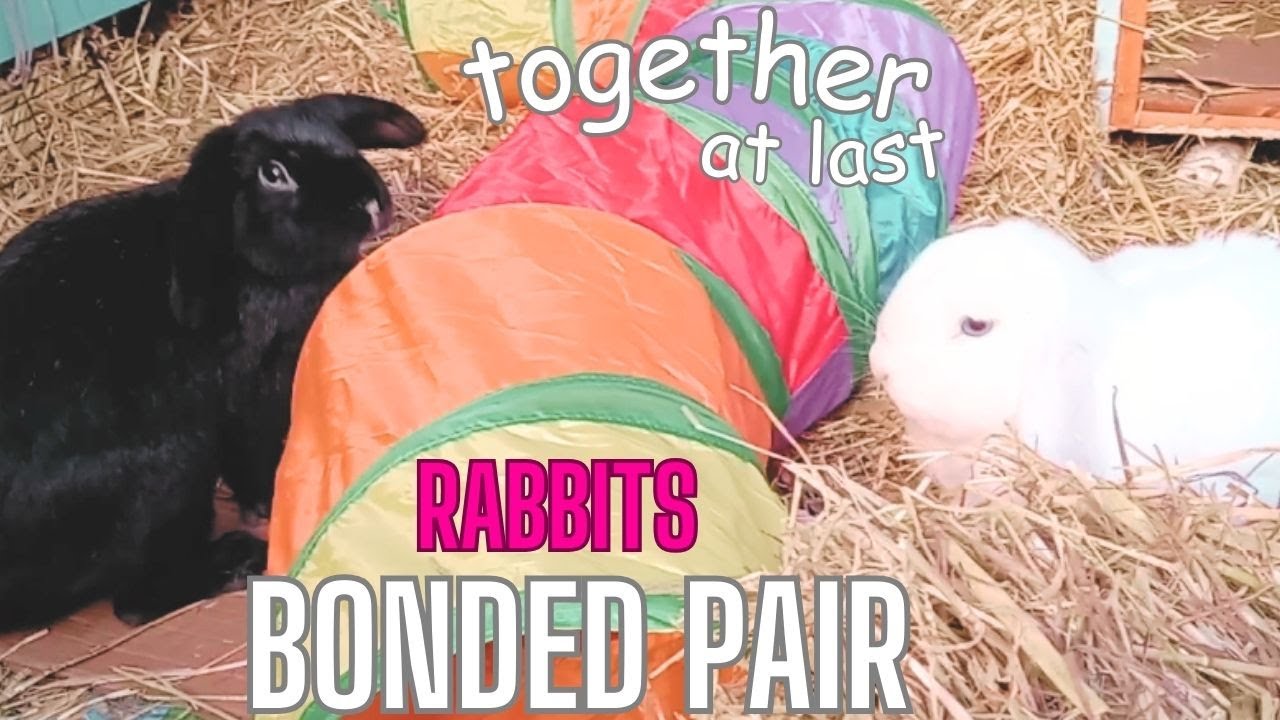rabbits now bonded move in together/finally together (Millie and Marley ...
