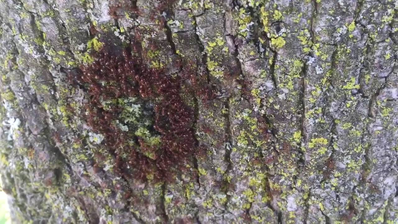 Red Ants on Tree. What are they doing??? - YouTube