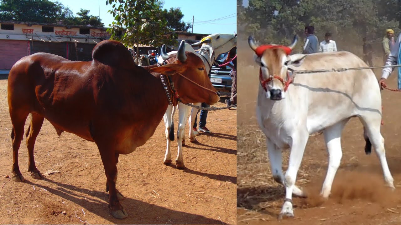 beautiful bail jodi race in hindi.ox race mp.@ROOM_BOYS_VLOGS ...
