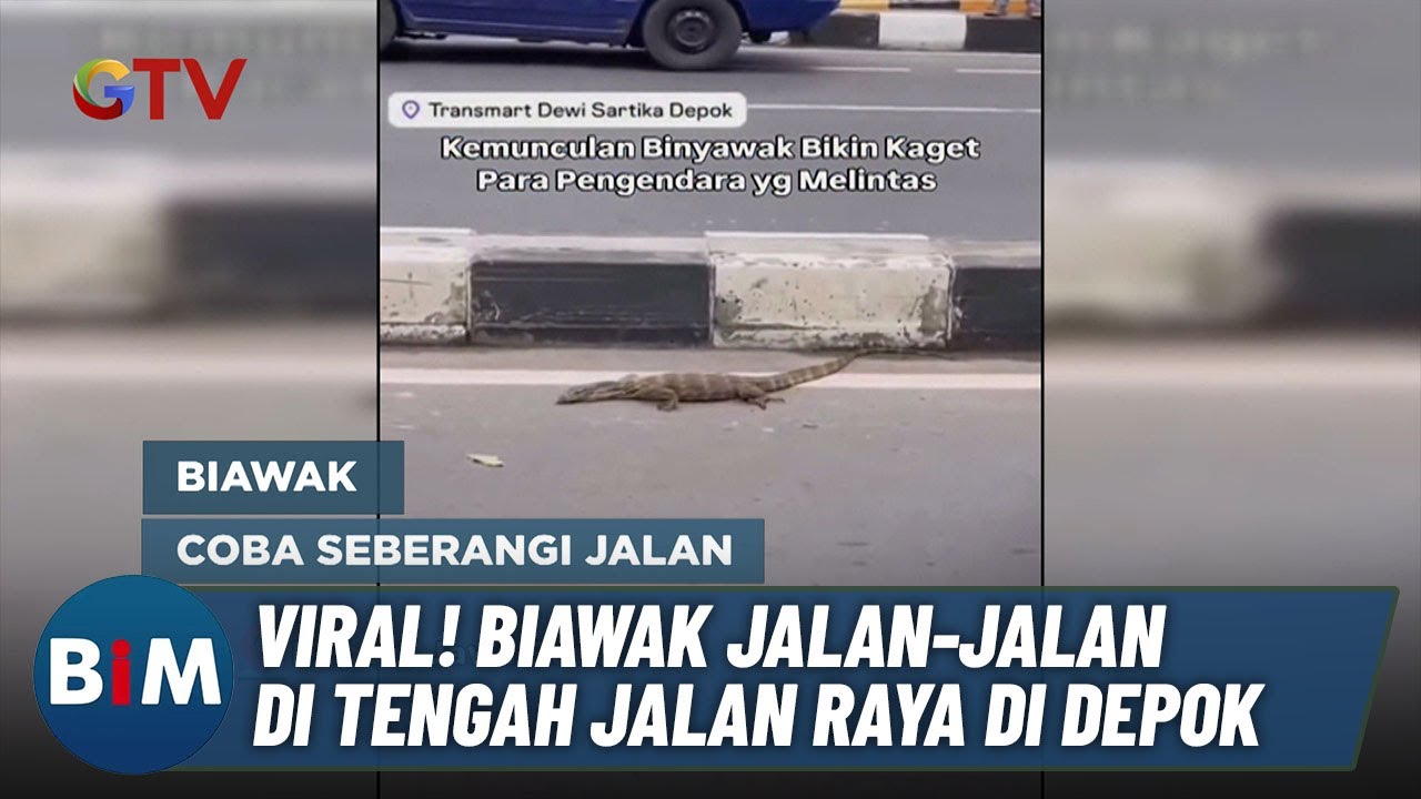 VIRAL! Biawak Jalan-Jalan di Tengah Jalan Raya di Depok - BIM 25/12 ...
