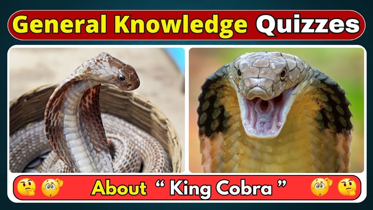 Can You Survive This King Cobra Quiz? 🐍 10 Mind Blowing Facts You Won't ...