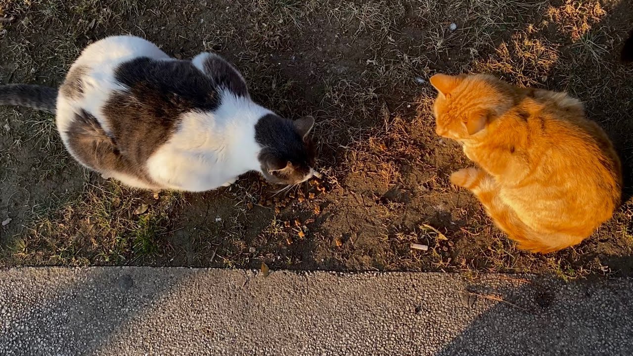 I have never seen such a big stray cat. 😨 - YouTube