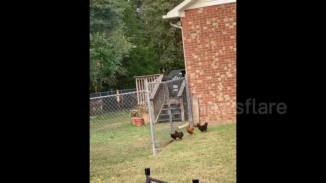 Chickens understand English? You have to see it to believe it! - YouTube