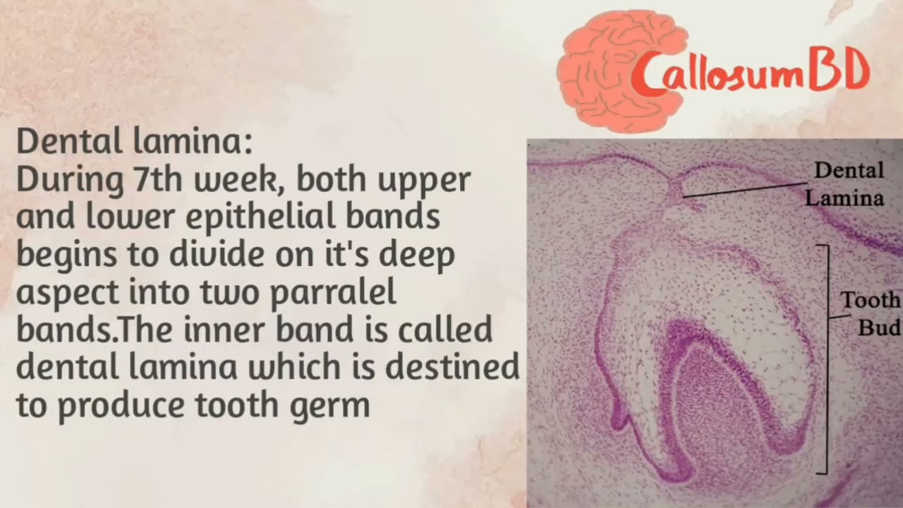 Bud and Cap stage of tooth development - YouTube