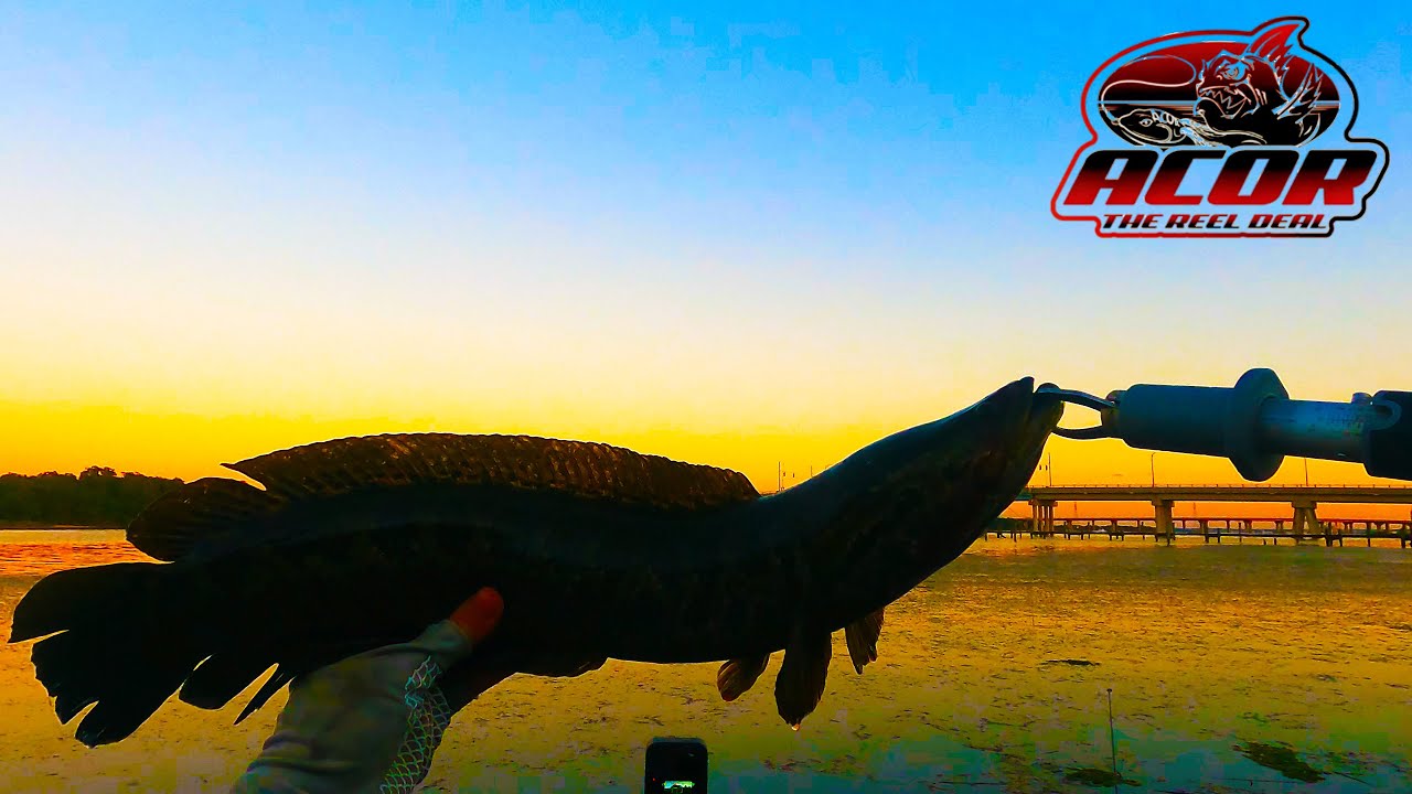 Quick Snakehead Trip with NEW Acor Frogs, Maryland Kayak Snakehead ...