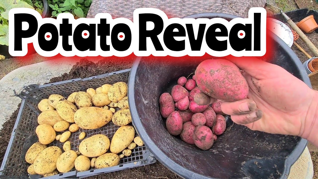 Caledonian Rose & Record Potato Reveal - YouTube