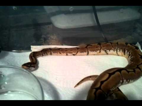 Help!!! My Spider Ball Python Won't Eat! - YouTube