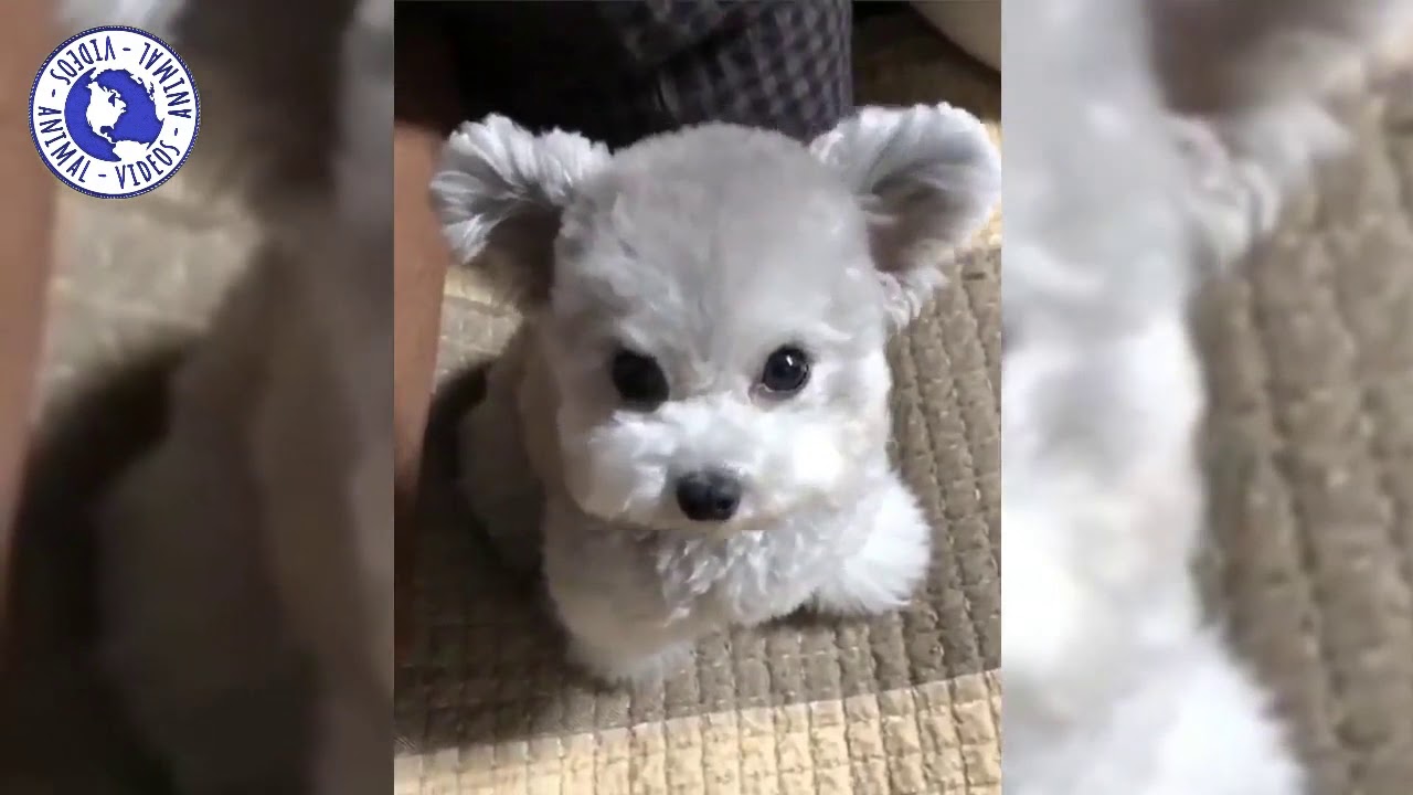PERRITOS TIERNOS BEBES 🔵 VIDEOS DE RISA DE PERRITOS LINDOS Y CHISTOSOS ...