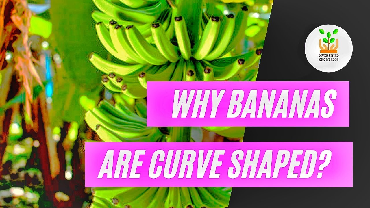 Reason behind the curve shape of Bananas🍌🍌 | DIVERSIFIED KNOWLEDGE ...