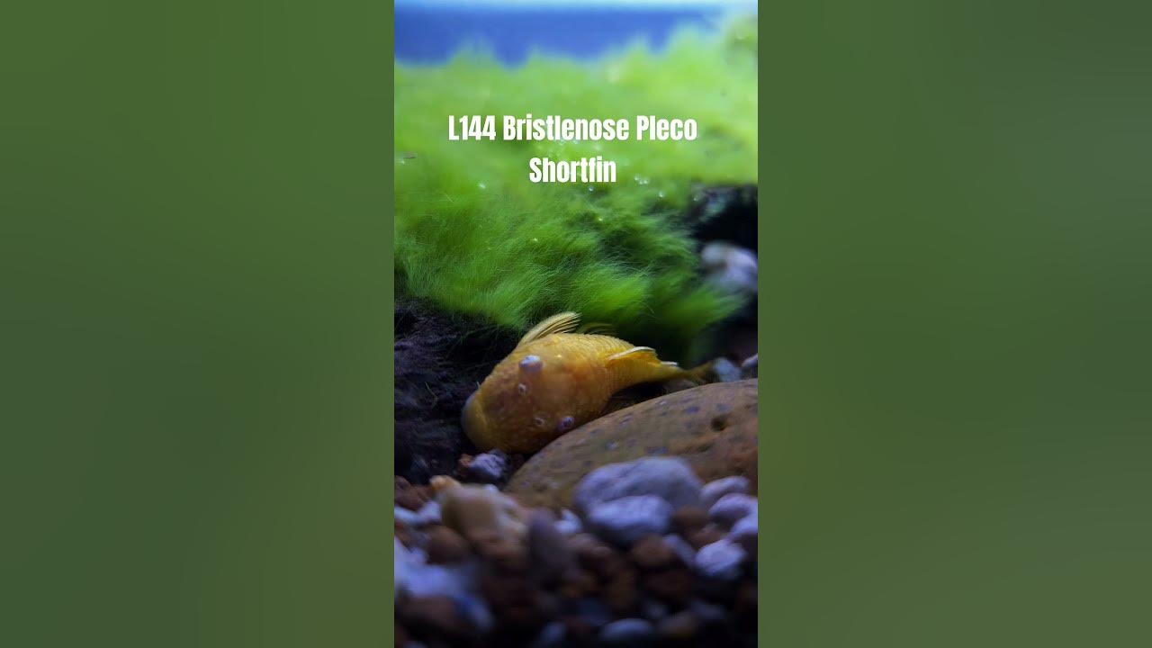 L144 Bristlenose Pleco Shortfin - YouTube