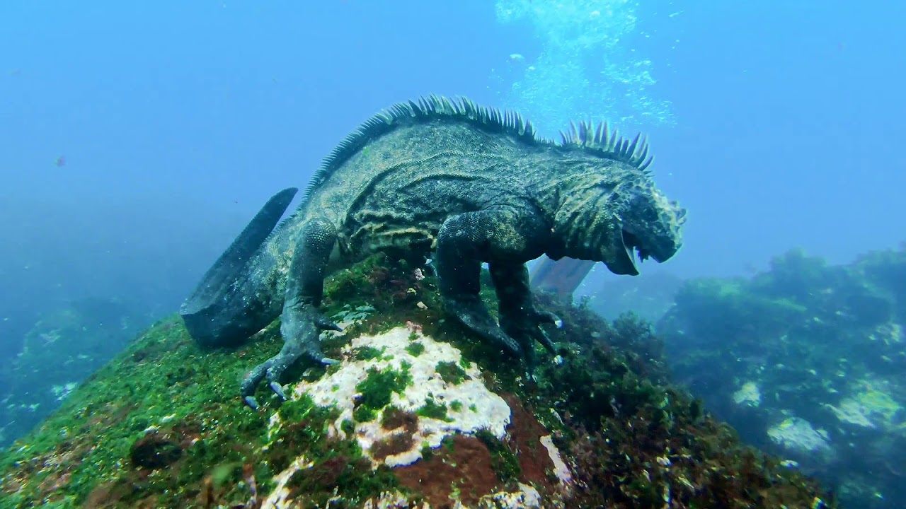 PADI Scuba Diving | Marine Iguana | Galapagos Ecuador Travel - YouTube