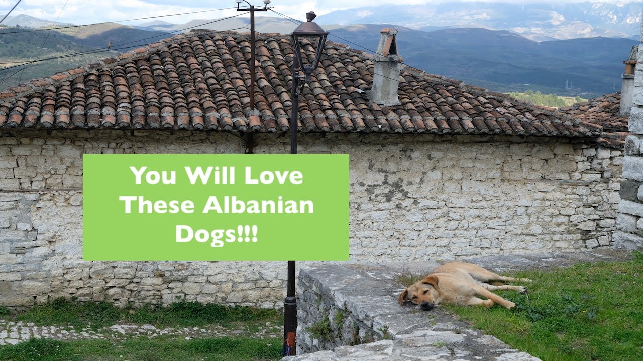 You Will Love These Albanian Dogs! - YouTube