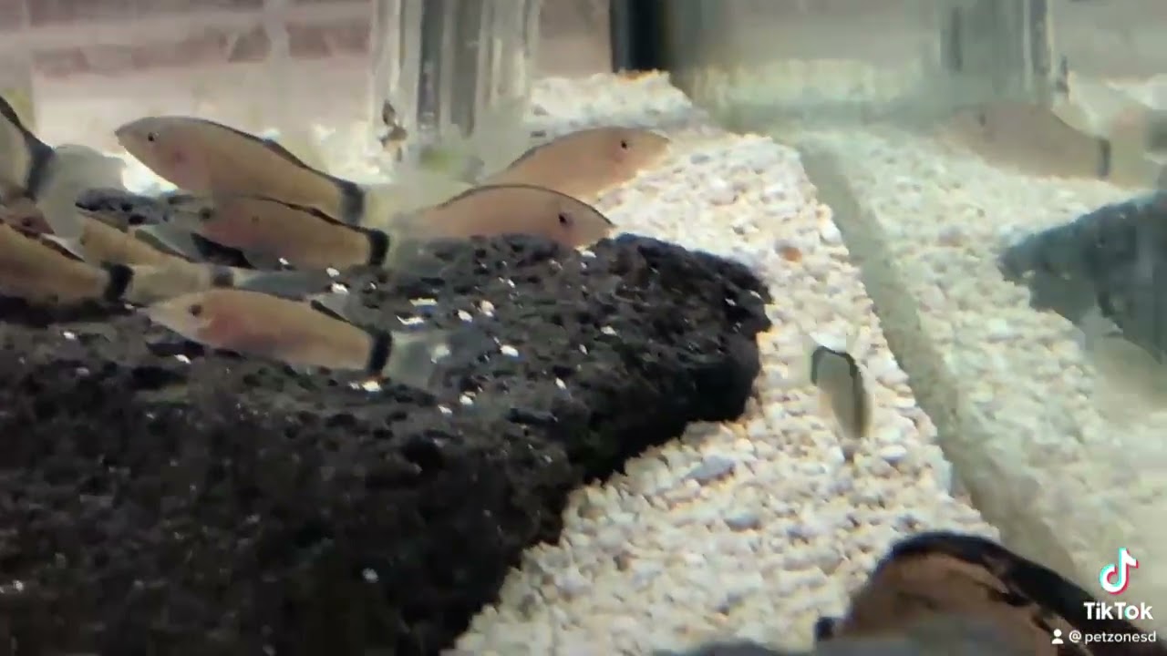 Loaches: Skunk Loach - (Botia morleti) - YouTube