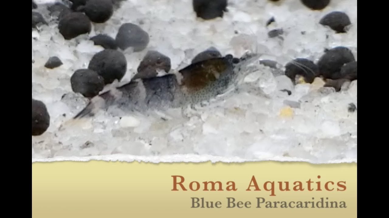 Blue Bee Shrimp - Paracaridina - Close Ups - Unboxing & Acclimation 🆒 ...