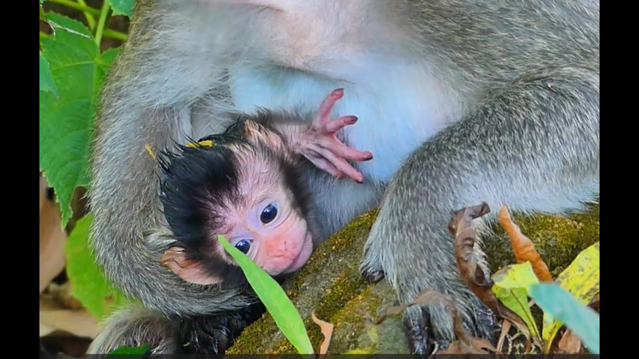 Baby Vincent tries to get milk, and Mom Viola tries to eat fruit while ...