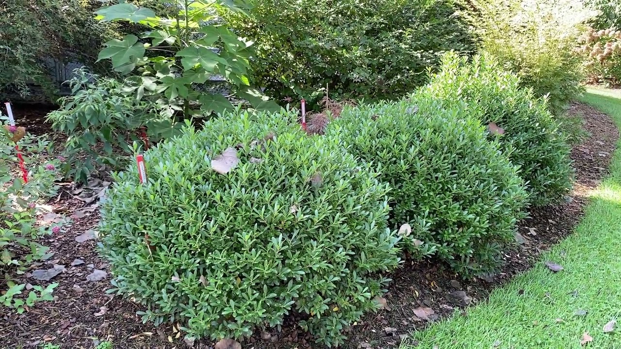 Strongbox Ilex - YouTube