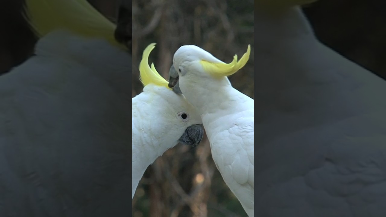 Big White Birds Caressing Each Other #Short# - YouTube