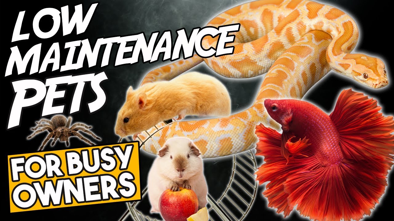 Top 10 Low Maintenance Pets For Busy Owners. You'll Love No. 7 - YouTube