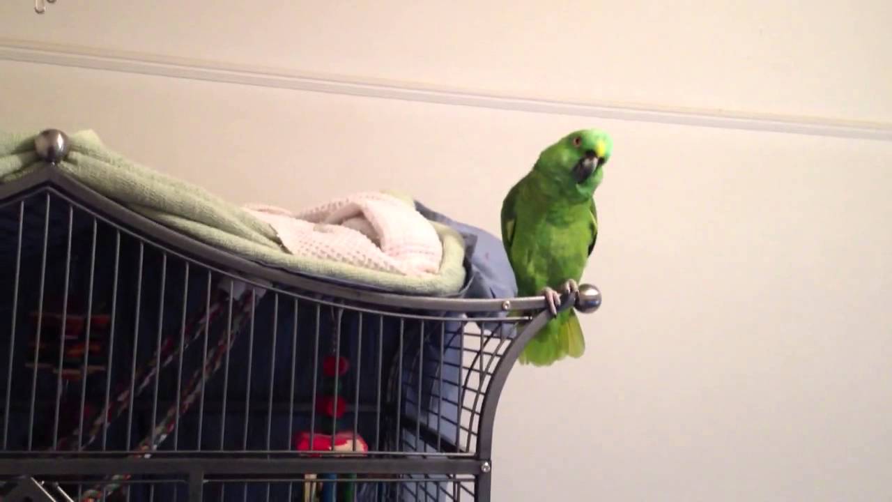 The Funny Things Our Parrot Says Before Bed! - YouTube