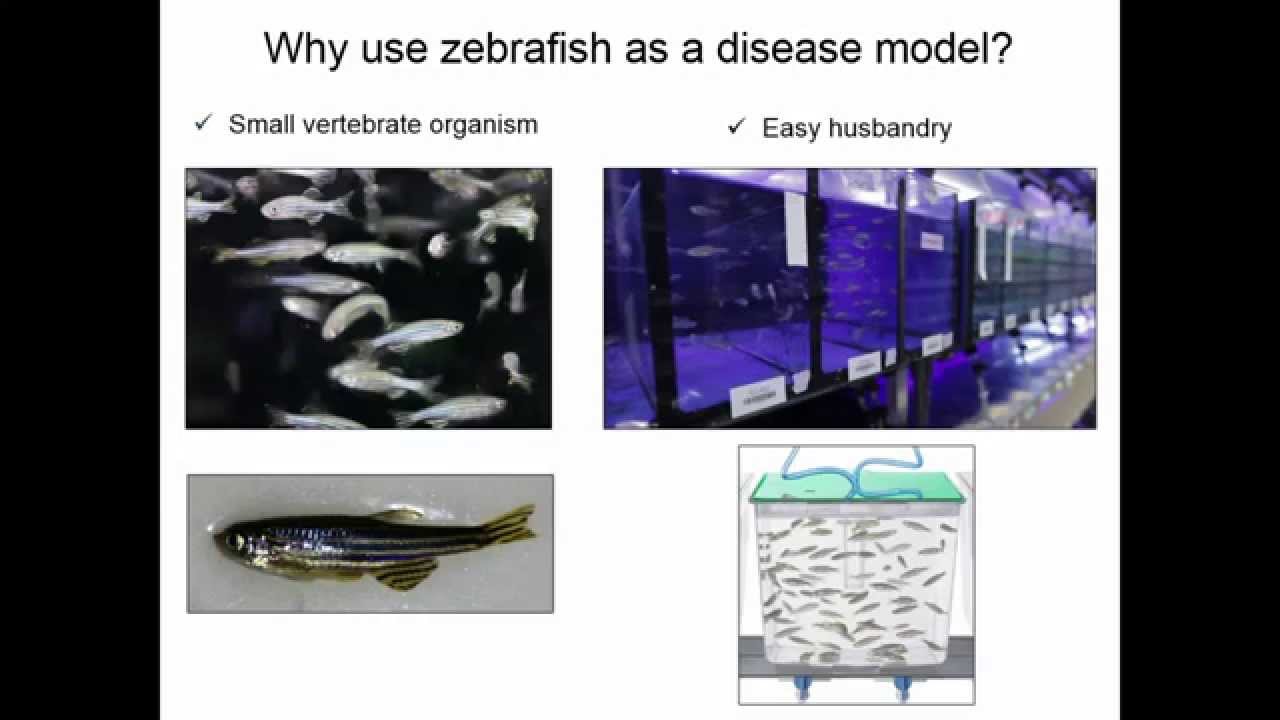 Alan Beggs, PhD "Drug Discovery with Zebrafish for CNM" at 2015 MTM-CNM ...