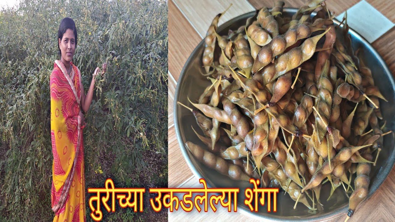 शेतातील ओल्या तुरीच्या उकडलेल्या शेंगा | Ukadlelya Turichya Shenga ...