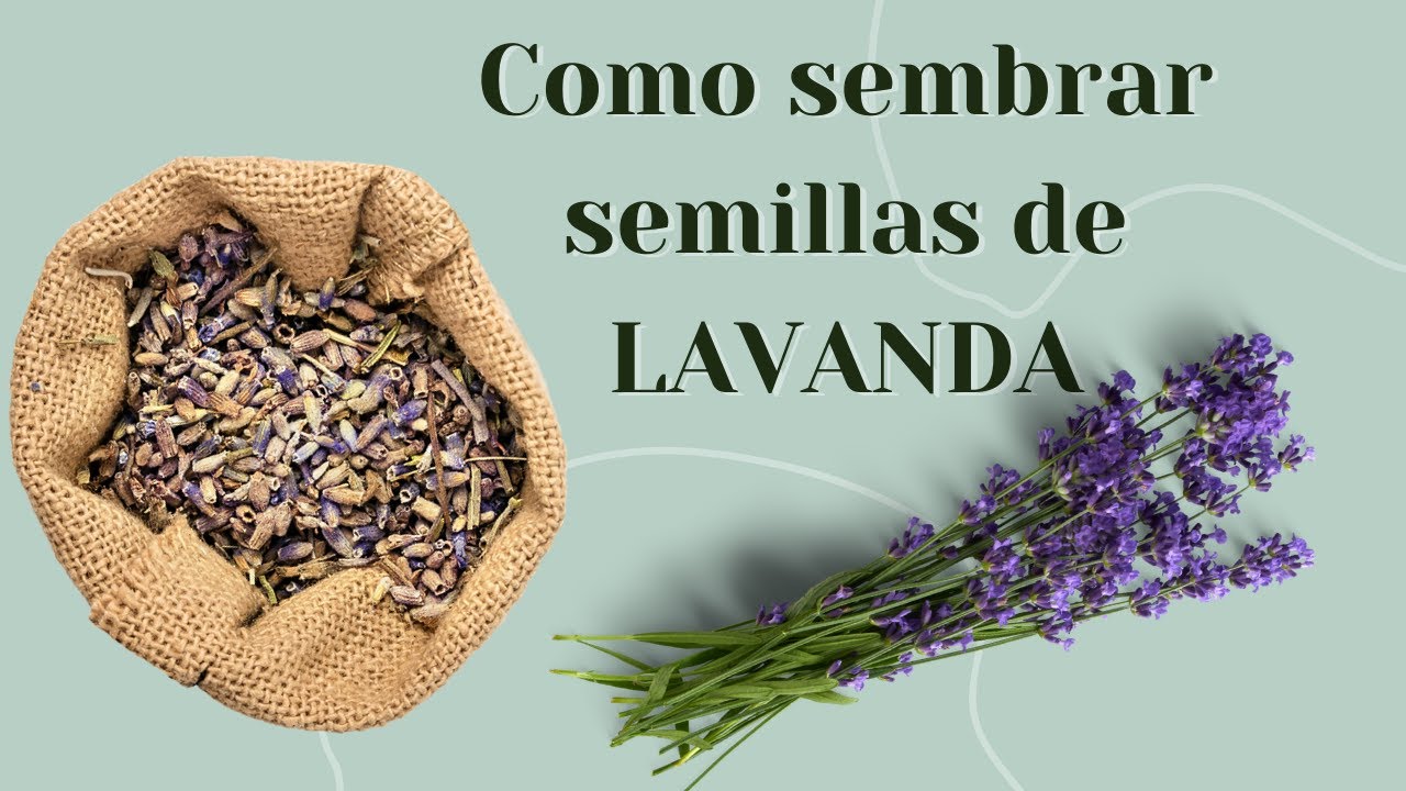 Como sembrar semillas de LAVANDA 🌱 súper FACIL desde casa !!! 👩‍🌾 Hazlo ...