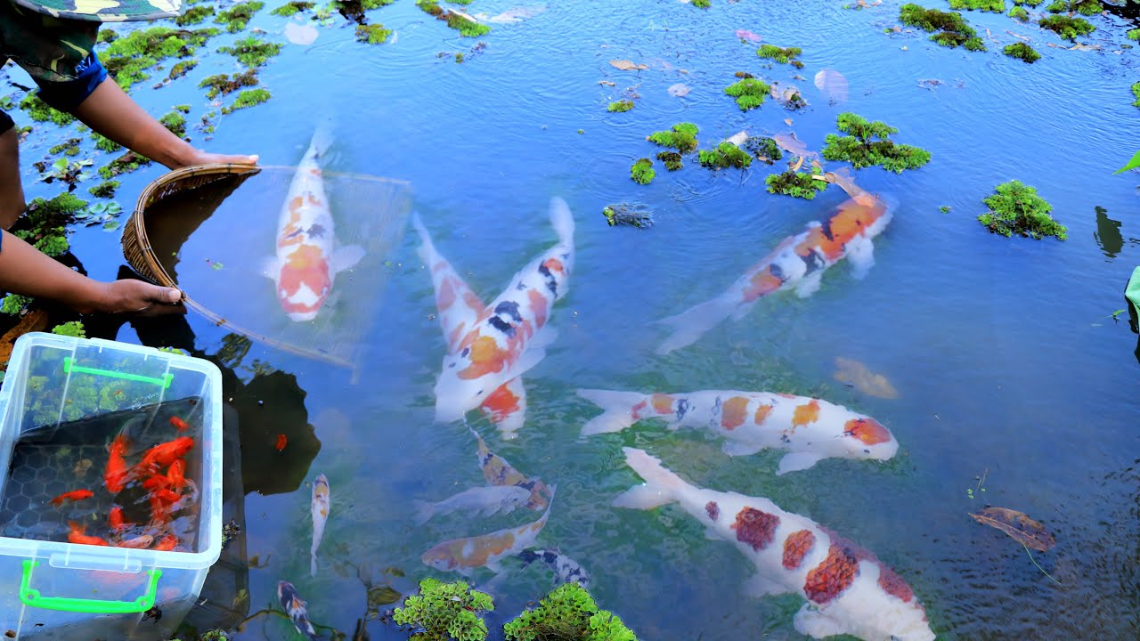 Dry Season Fishing Is a good Time for fisherman Catches Up a Lot of ...