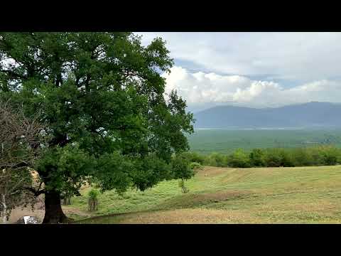 Soothing Bird Sounds for Sleep. Nature Sounds. Relieve Stress