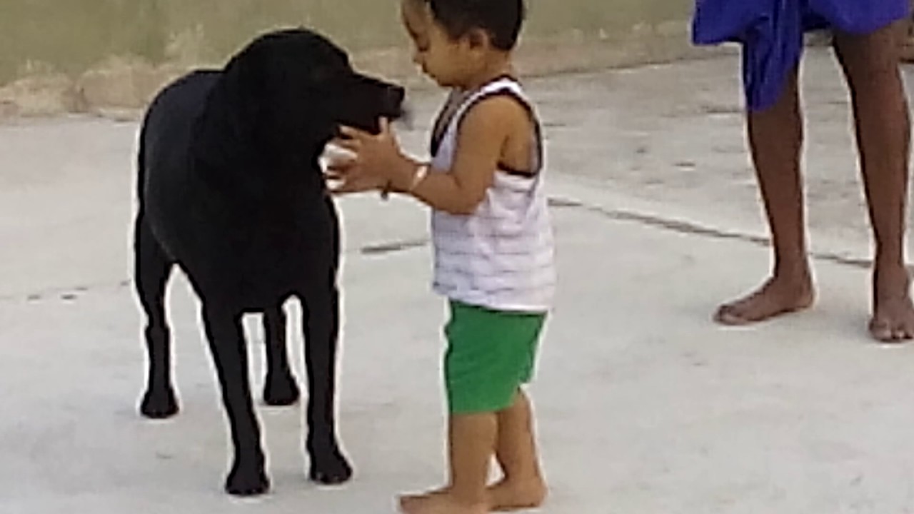 Black Labrador love and plays with cute kid. - YouTube